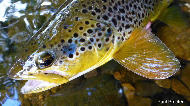 PP-fish-2-crop_4d70ad715b0bdc212e98d22bb9d8106e - Bury Water Meadows Group